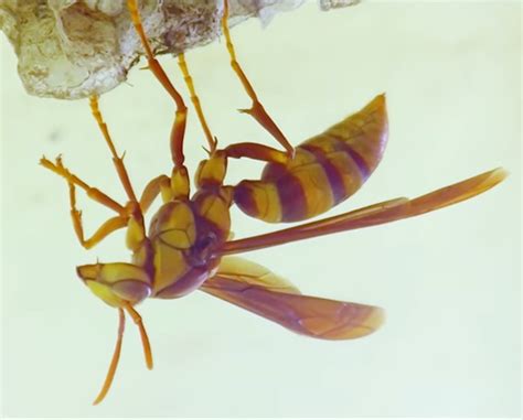In Silksong I Kinda Want To See A New Race Of Bug Inspired By The