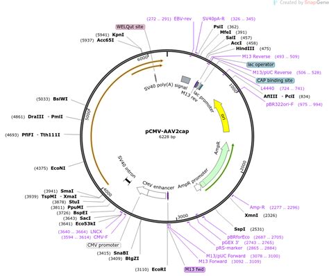Addgene Pcmv Aav2cap