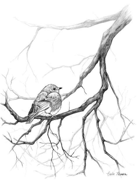 Original Charcoal Drawing Bird On Tree Branch Print Of Black Etsy