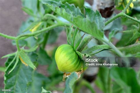 Green Tomato On The Branch Of Tomato Plant With Green Leaves Close Up