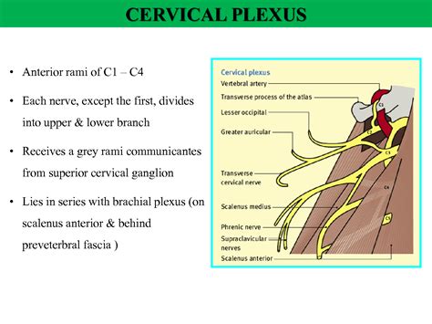 SOLUTION Cervical Plexus Studypool