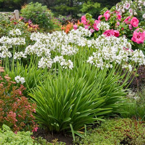 Agapanthus Galaxy White Shipped From Grower To Your Door