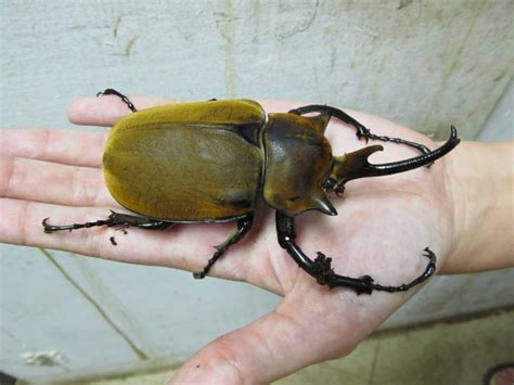 Elephant Beetle Newest Addition To San Antonio Zoo