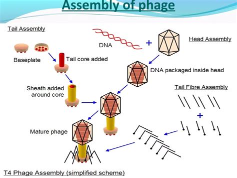Bacteriophage Ppt