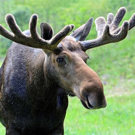 Moose Youtube