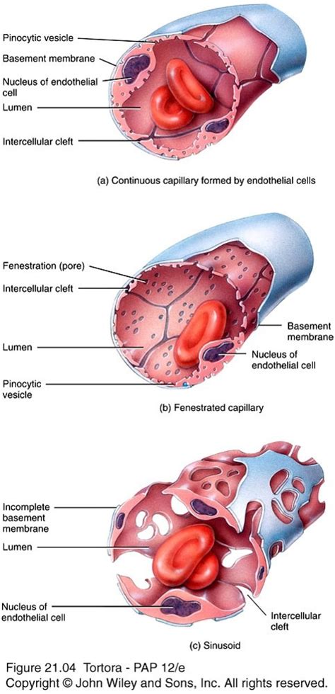 Continuous Capillaries