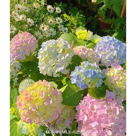 50pcs Hydrangea Seeds Bonsai Flower Seeds Hydrangea Flower Seed Flower
