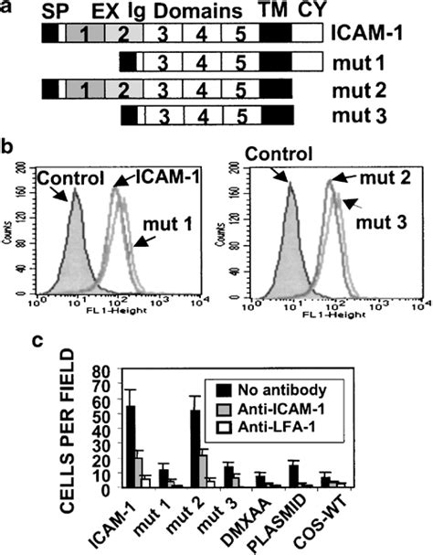 Analysis Of Expression And Function Of Icam 1 And Mutants A