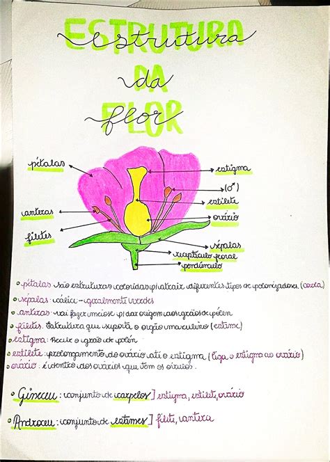Mapas Mentais Sobre Flor Mapa 10