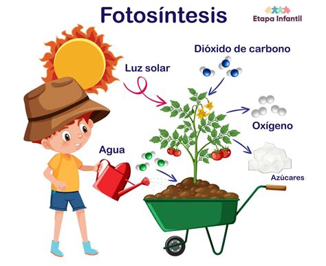 Ciclo De Fotossintese Para Criancas