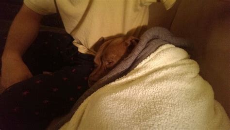 Cuddling Laundry Clothes Laundry Organization Cuddling