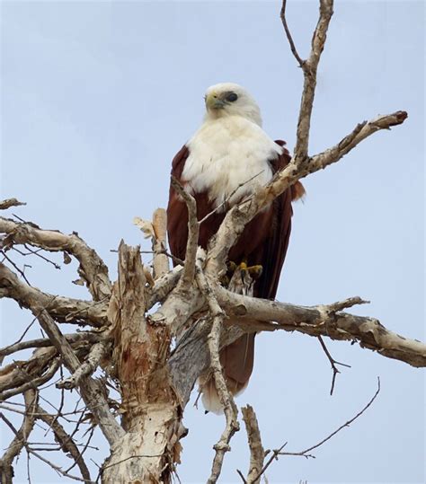 Brahminy Kite