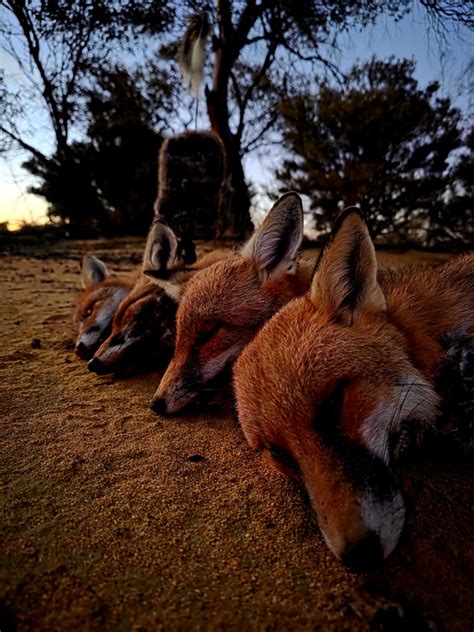 Wa More Red Foxes Taken Down With The Icotec Furnado These Invasive Predators Breed Once A