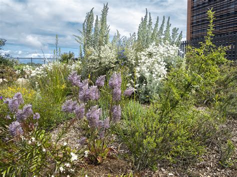 15 Tips For A Stunning Native Garden Australian Native Plants Society