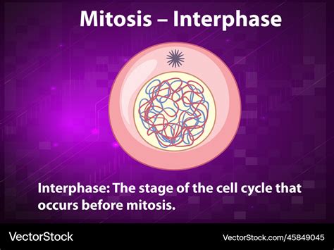 Mitosis En Interfase A Drawing Of Misconception Of Interphase Is