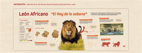Diseño De Información Leones Africanos Behance