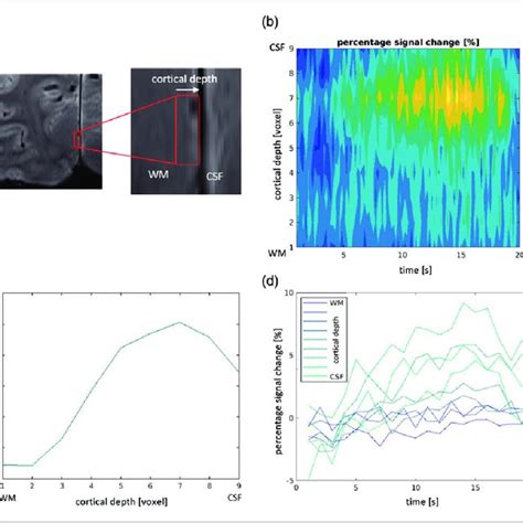Line Scanning Cortical Depth Analysis A The Region Of Interest Roi Download Scientific