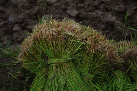 Root Of A Paddy Plant Mandala Collections Images