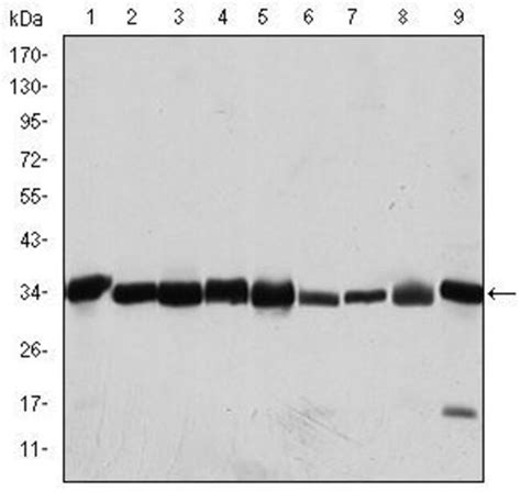 Invitrogen Cdk1 Monoclonal Antibody 2g9 100 μl Unconjugated