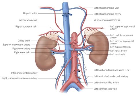Renal Artery