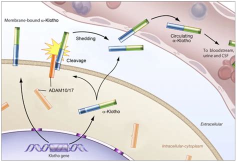 Klotho Hope For Increased Longevity And Reduced Neurodegenerative