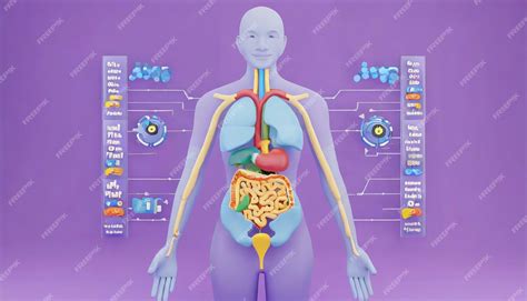Mesenteric Artery Anatomy And Abdominal Aorta Location Outline Diagram