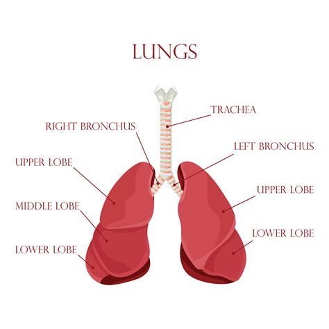 Respiratory System Diagram With Labels