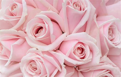 200 Pink Rose Wallpapers
