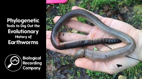 Earthworm Morphology