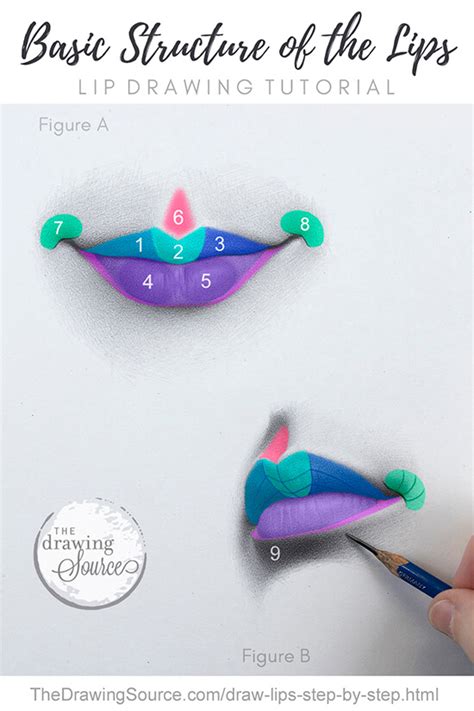 Drawing Lips Anatomy At Tracy Mcfall Blog