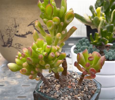 Виды толстянки с листьями ушками названия фото как выглядят