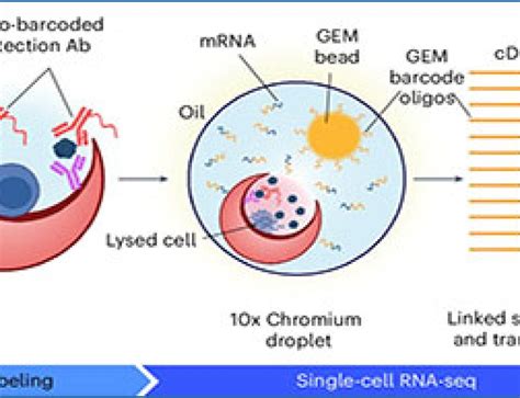 Single Cell Total Rna Sequencing Through Isothermal Amplification In