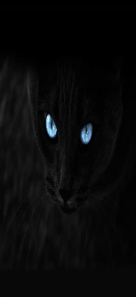 200 Black Cat Backgrounds