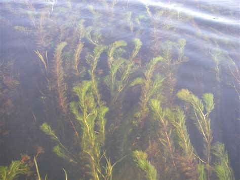 Milfoil Control Upper Saranac Foundation