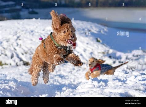 Cockapoo Canis Lupus Familiaris And Long Haired Dachshund Playing In