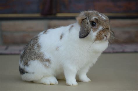 Tan And White Bunny