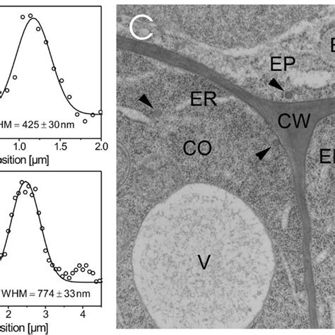 Dimensional Appearance Of Periclinal And Anticlinal Cell Walls In