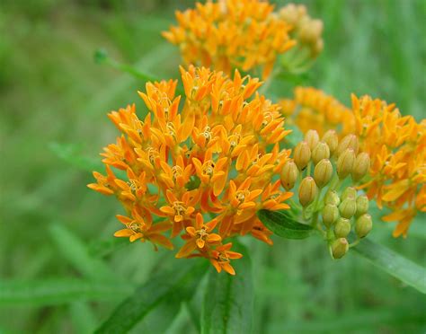 Asclepias Tuberosa Butterfly Milkweed Go Botany