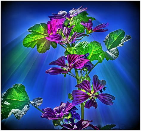 Wilde Malve Foto And Bild Pflanzen Pilze And Flechten Blüten And Kleinpflanzen Projekte Bilder