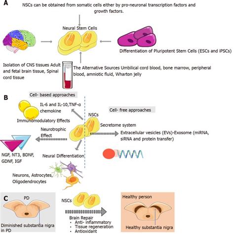 Emergence Of Neural Stem Cells In The Adult Brain And Alternative Download Scientific Diagram