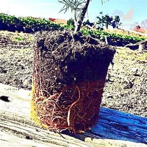 Brad Argintiu In Ghiveci 200 220m Bradumania