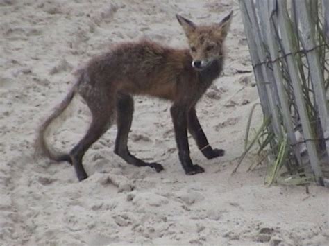 14 Best Samson Fox Images On Pinterest