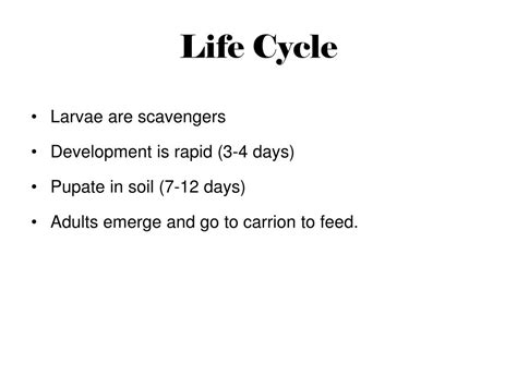Ppt Flies And Myiasis Powerpoint Presentation Free Download Id 5377161