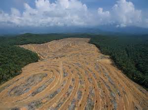 Everything You Need To Know About Deforestation National Geographic