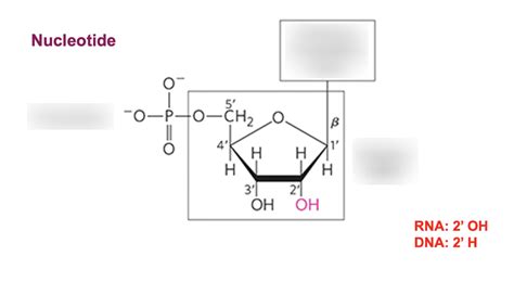 Biochem Class 12 Diagram Quizlet