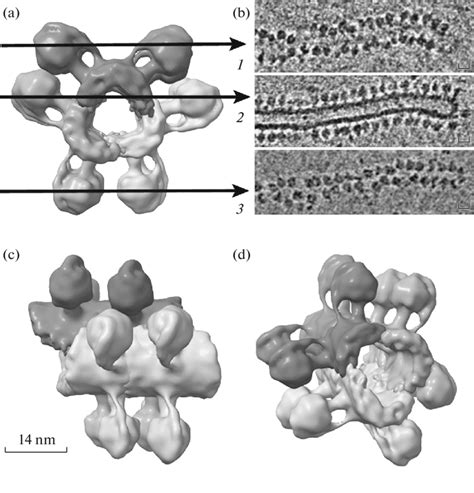 An Example Of Tomographic Images And Three Dimensional Reconstruction