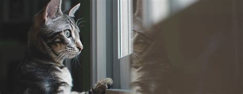 Katzen Mit Handicap Adoptieren Purina
