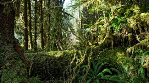 Forest Photo Gallery Explore The Rainforests Of America