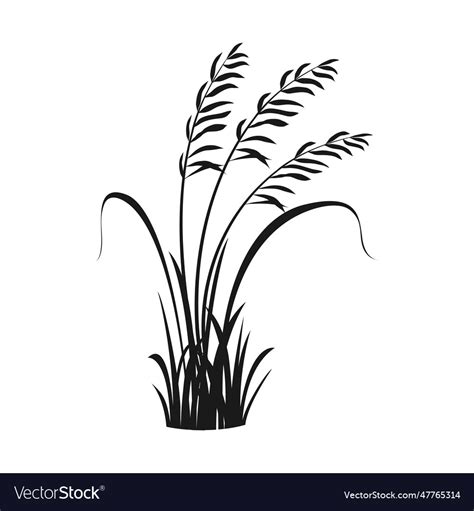 Pampas Grass Vector At Valentine Yan Blog