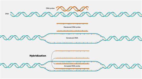 Plaque Hybridization Biology Discussion At Leroy Griffith Blog